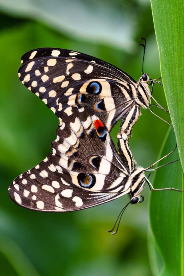 Swallowtail Butterfly Spiritual Meaning - Insight state
