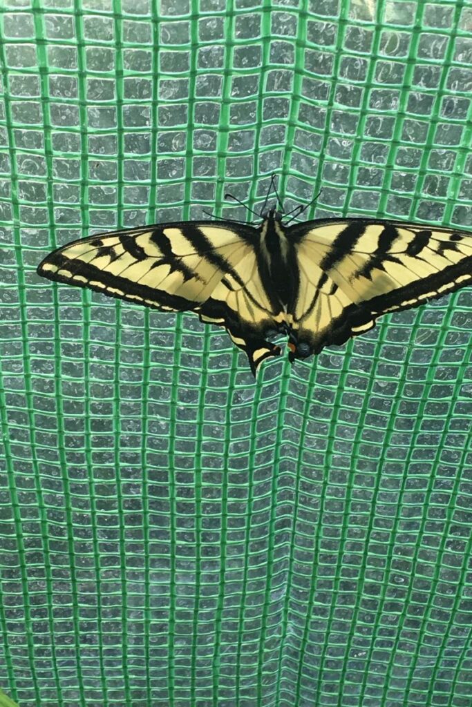 Swallowtail Butterfly Spiritual Meaning - Insight state
