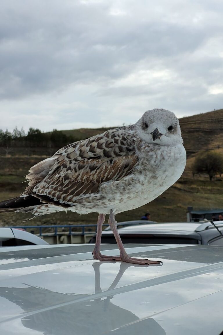 What Does It Mean When A Bird Lands On Your Car Spiritual Meaning ...