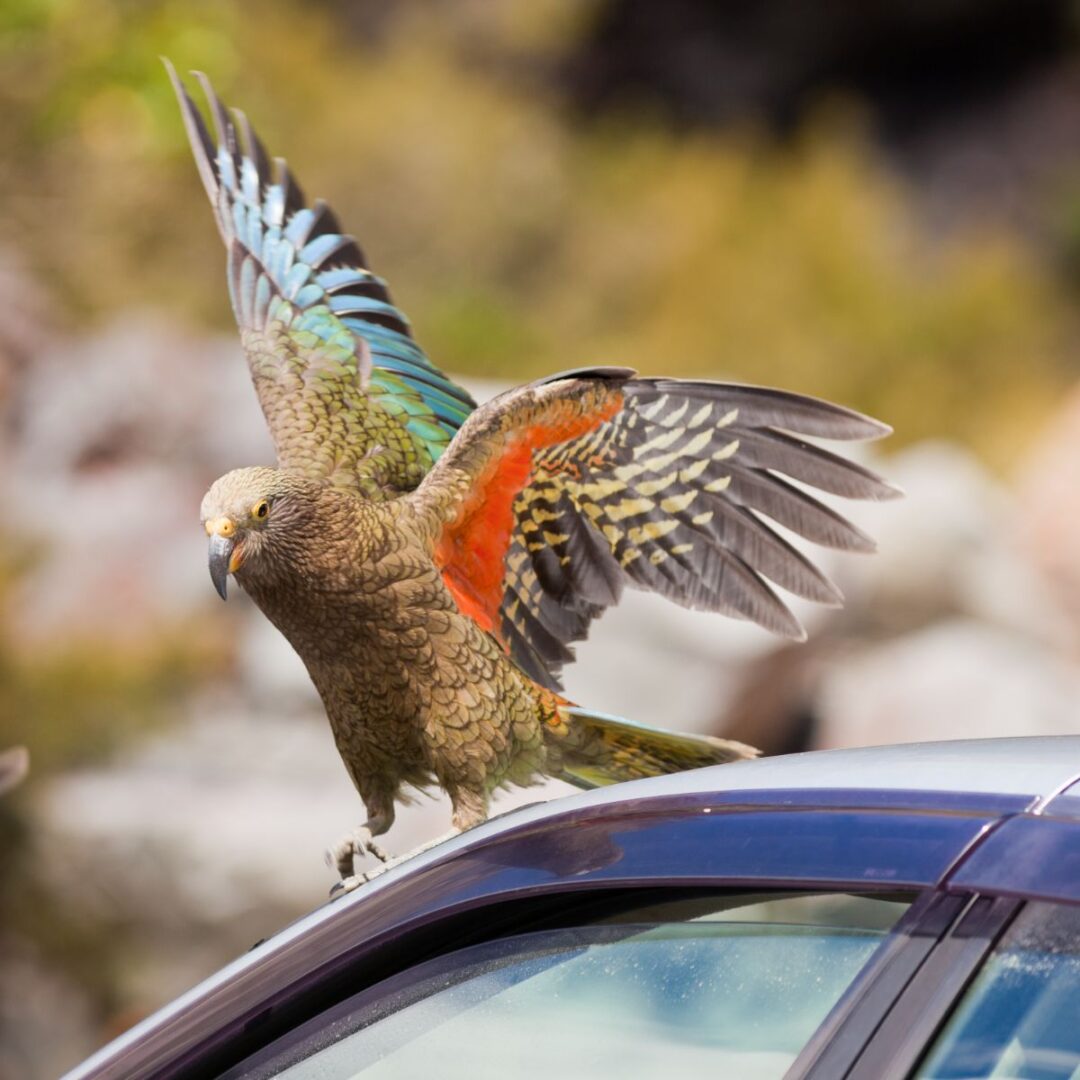 What Does It Mean When A Bird Lands On Your Car Spiritual Meaning ...