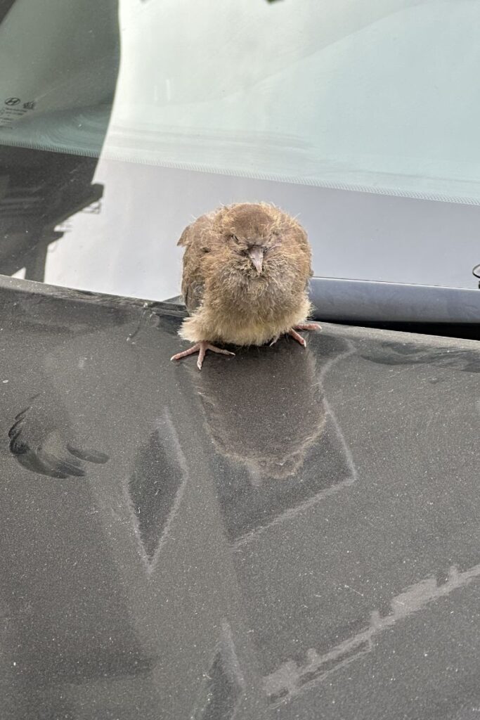 What Does It Mean When A Bird Lands On Your Car Spiritual Meaning ...