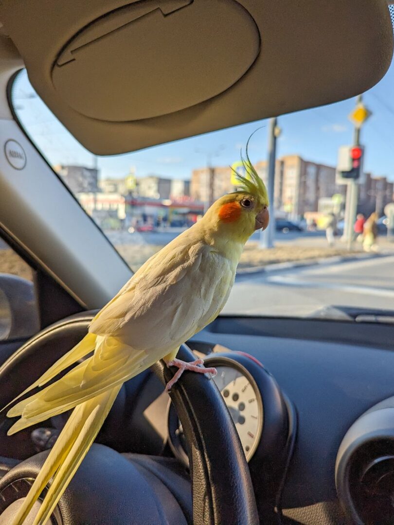 What Does It Mean When A Bird Lands On Your Car Spiritual Meaning ...