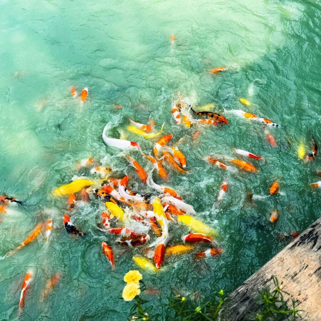 What Is The Spiritual Meaning Of Fish In A Dream? - Insight state