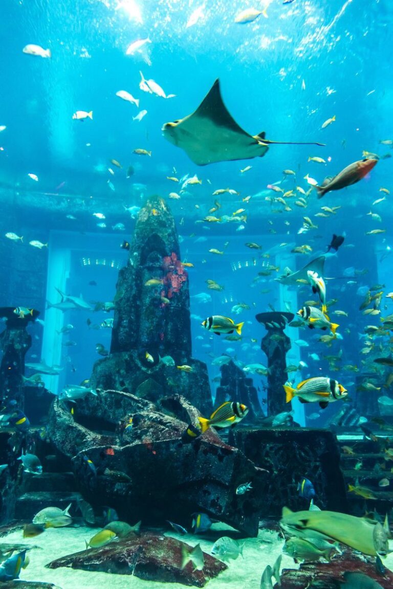 What Is The Spiritual Meaning Of Fish In A Dream? - Insight state