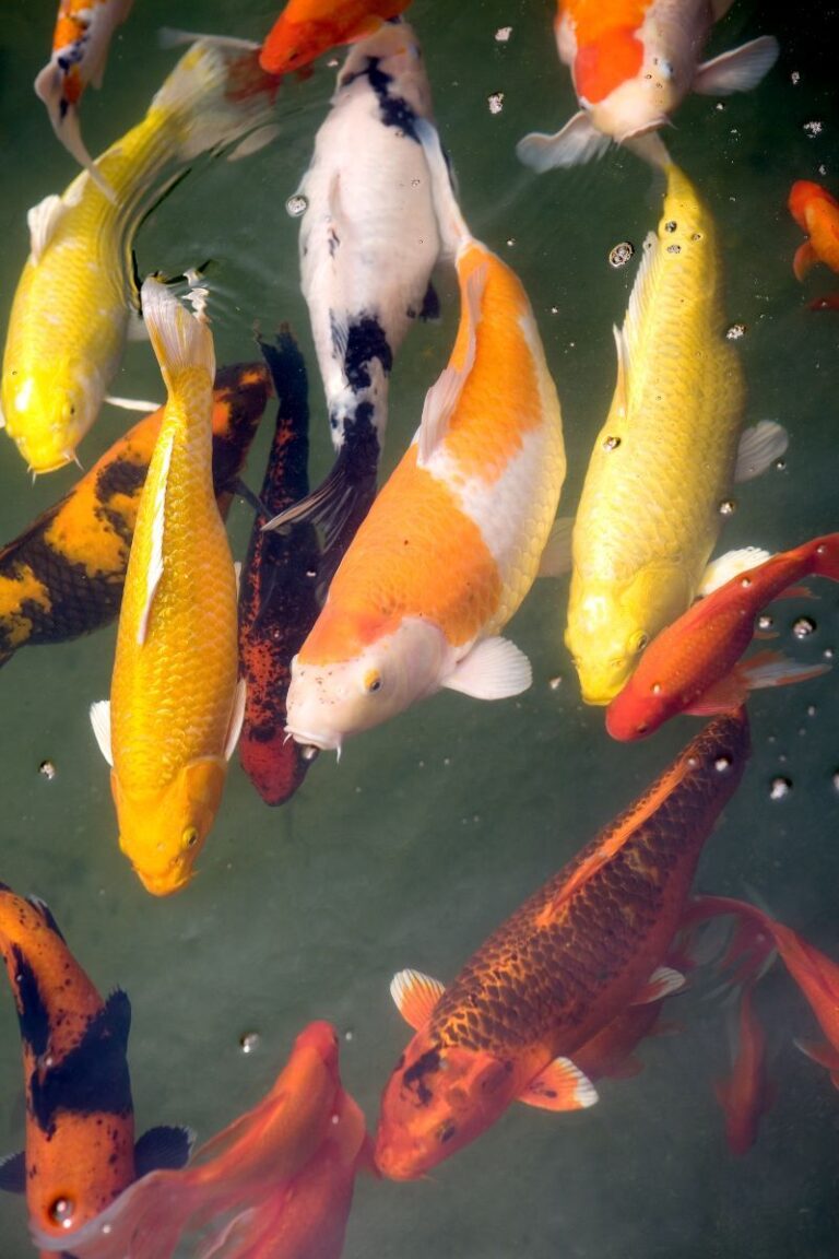 What Is The Spiritual Meaning Of Fish In A Dream? - Insight state