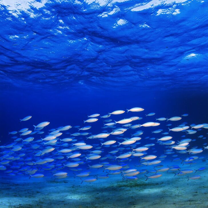 What Is The Spiritual Meaning Of Fish In A Dream? - Insight state