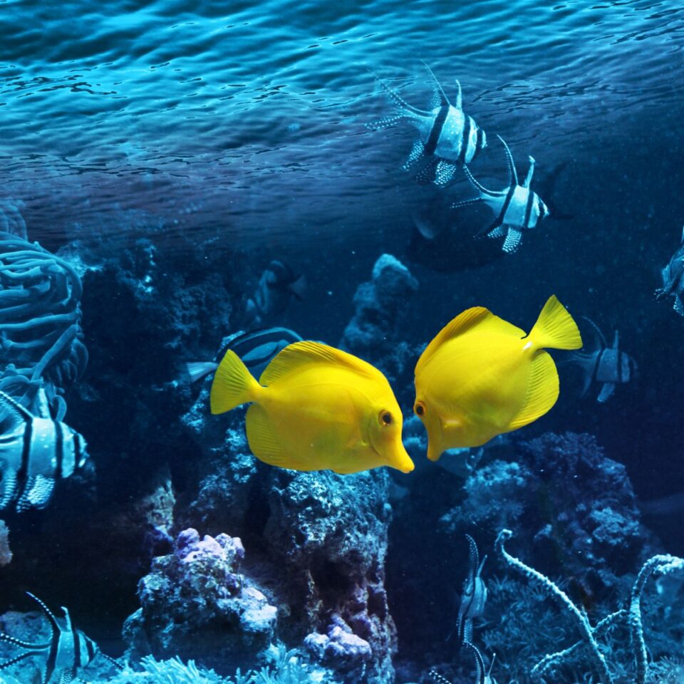 What Is The Spiritual Meaning Of Fish In A Dream? - Insight state