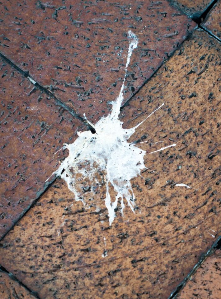 Bird Poop On You Spiritual Meaning - Insight state