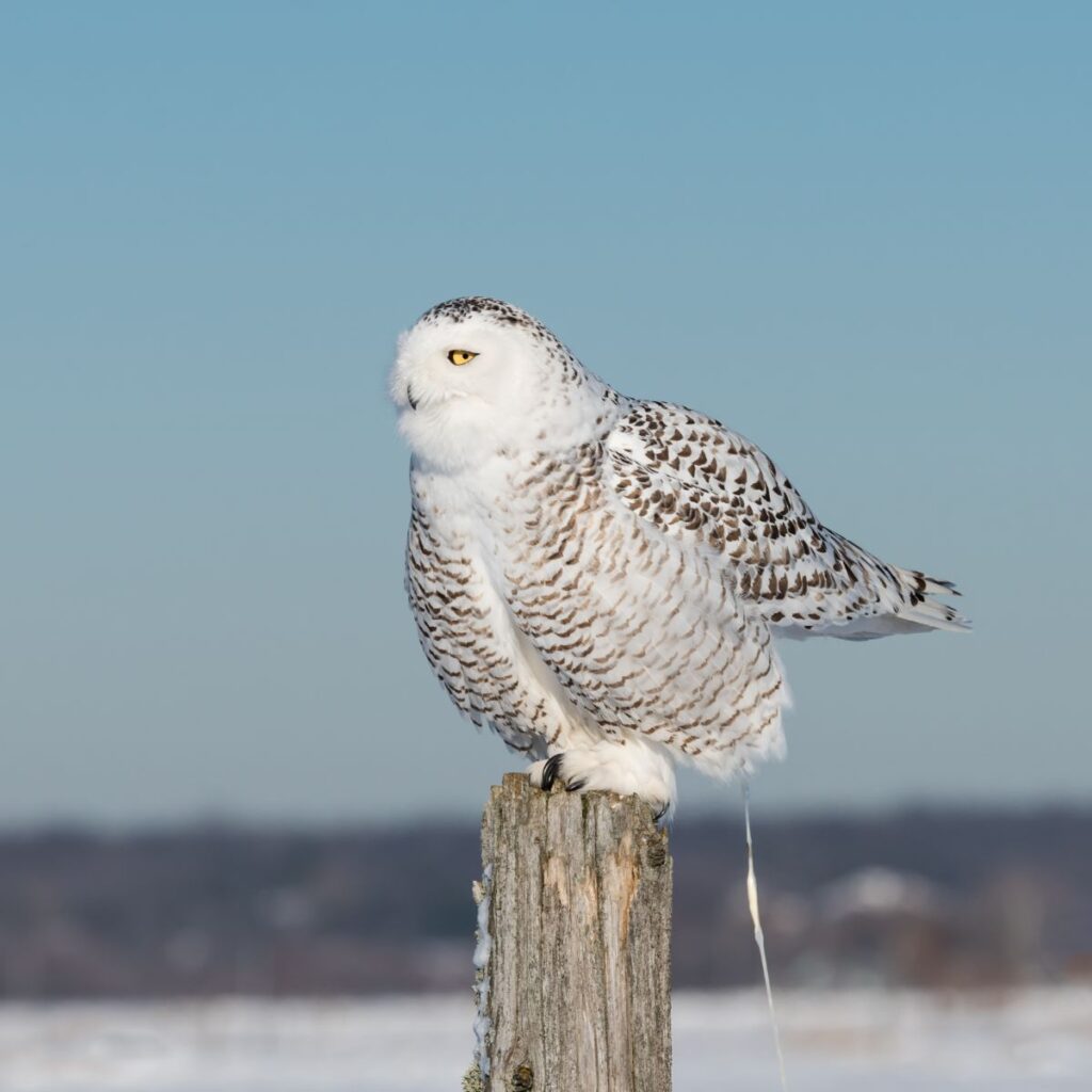 Bird Poop On You Spiritual Meaning - Insight state