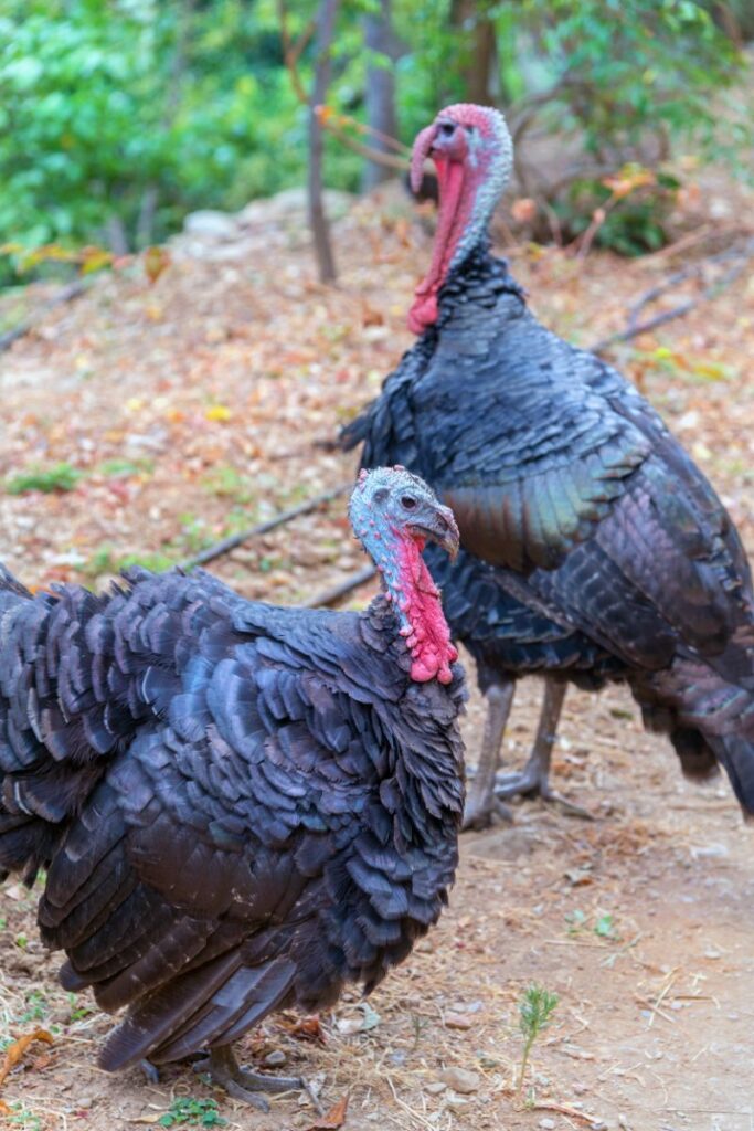 Turkey Spiritual Meaning - Insight state