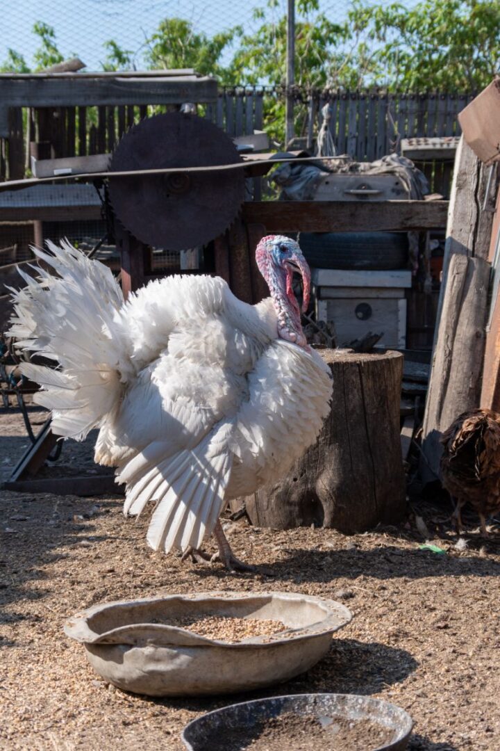 Turkey Spiritual Meaning - Insight state
