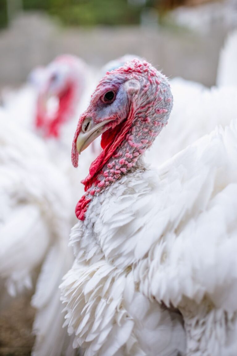 Turkey Spiritual Meaning - Insight state