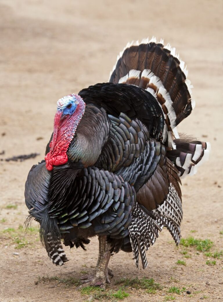 Turkey Spiritual Meaning - Insight state