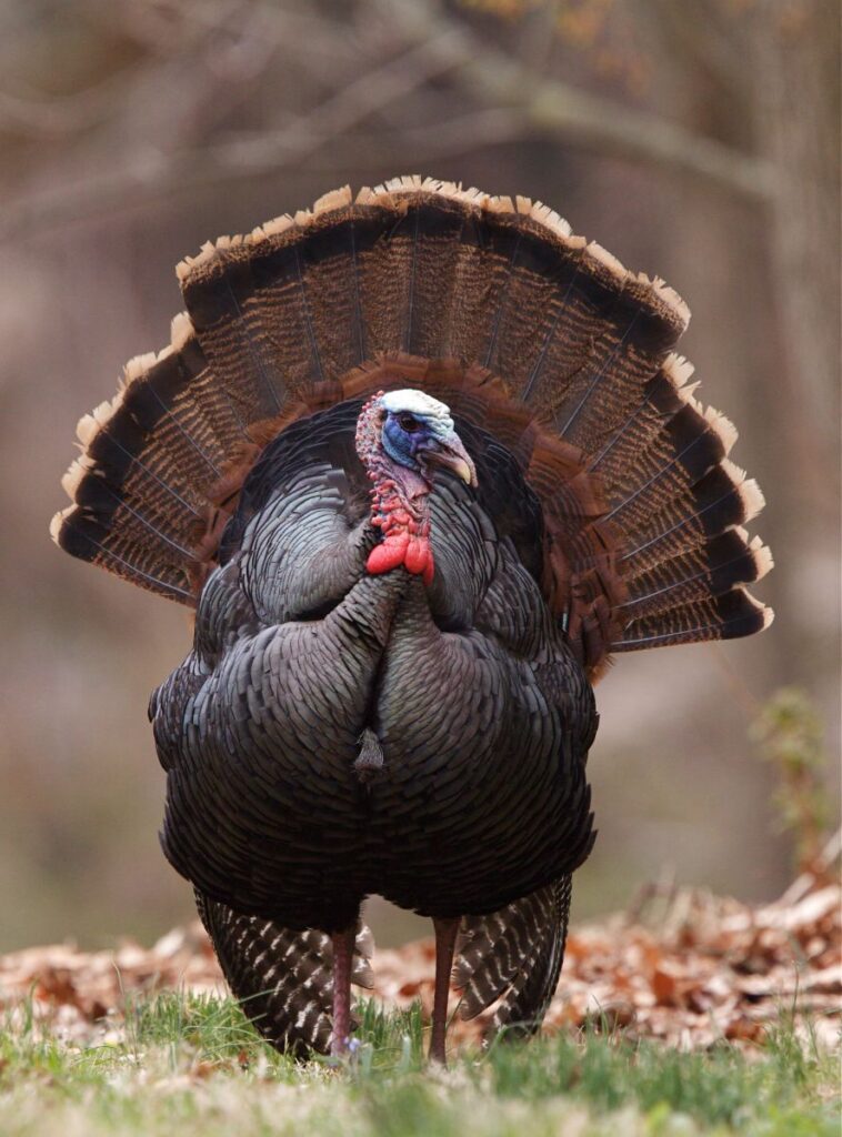 Turkey Spiritual Meaning - Insight state