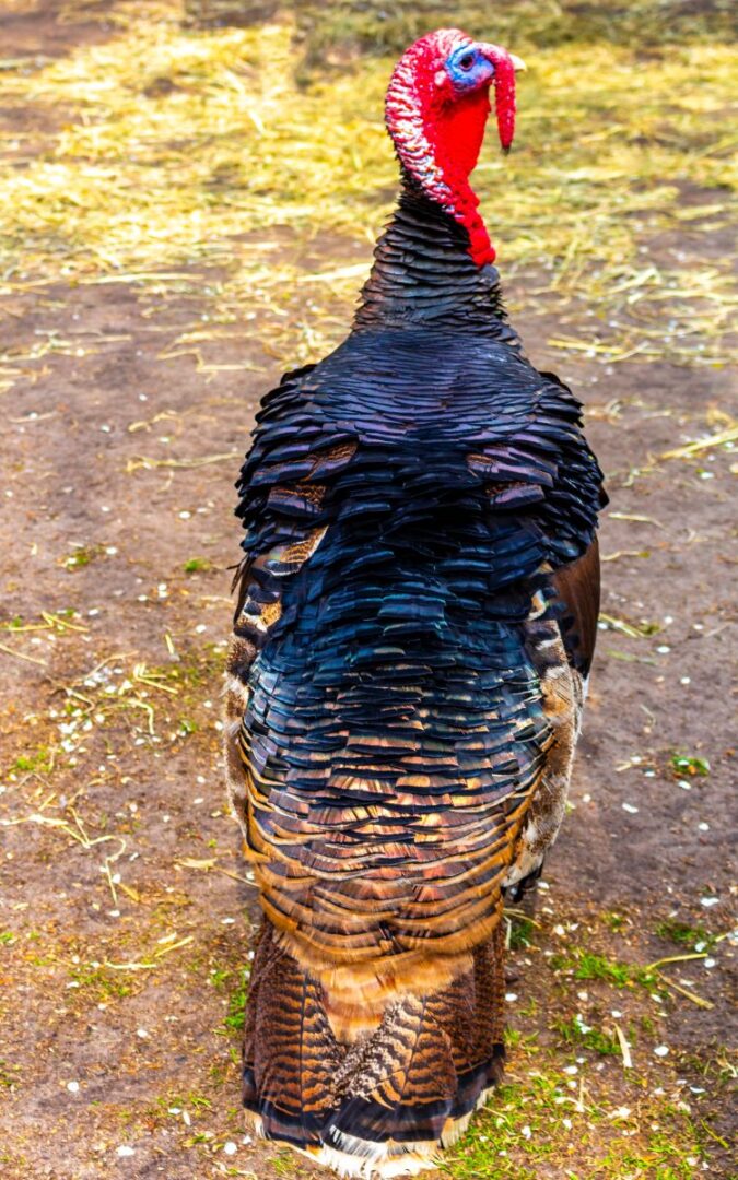 Turkey Spiritual Meaning - Insight state