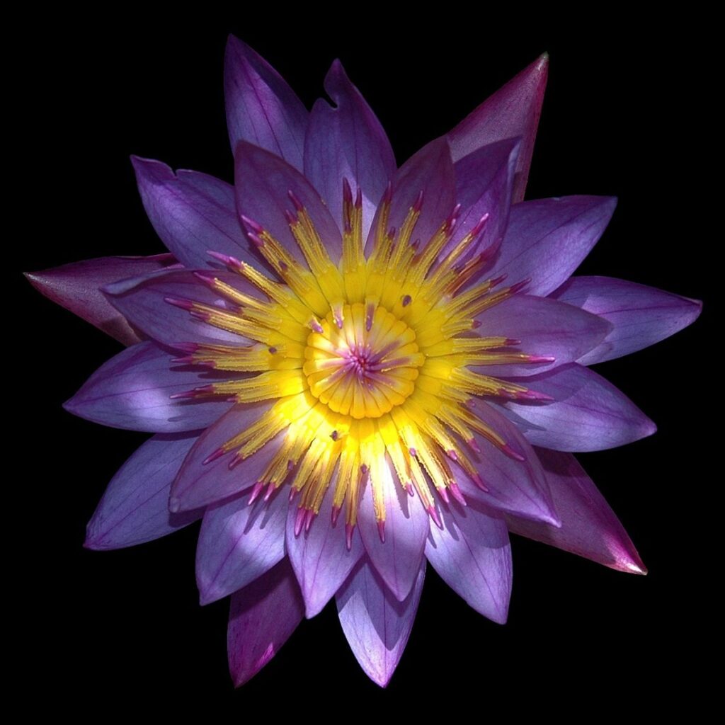 Blue Lotus Spiritual Benefits - Insight state