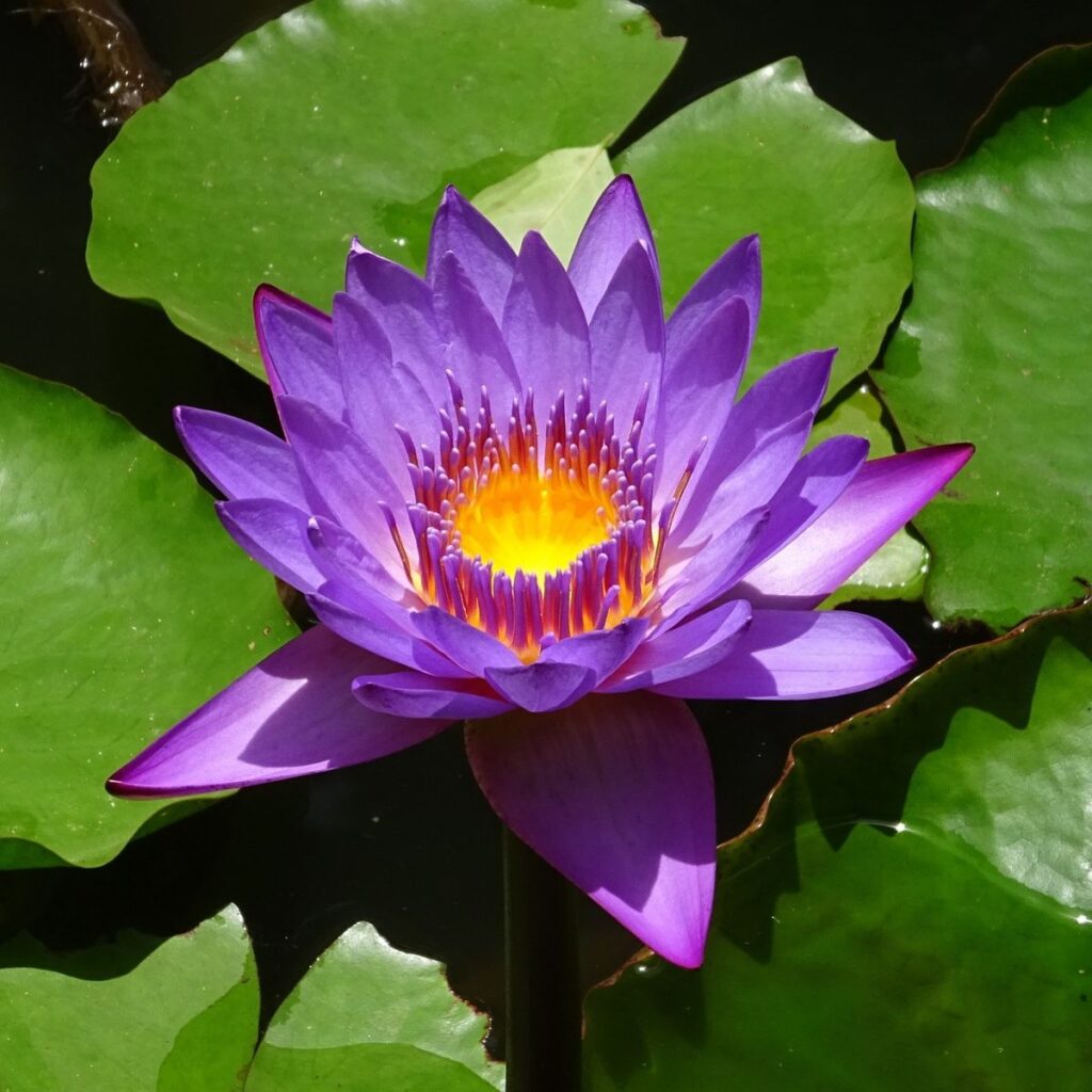 Blue Lotus Spiritual Benefits - Insight state