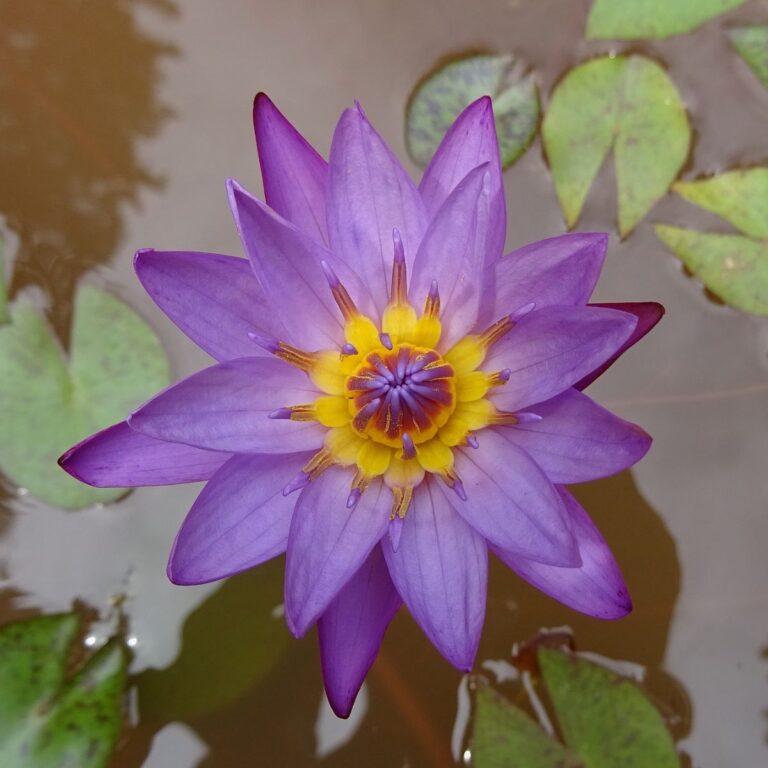 Blue Lotus Spiritual Benefits - Insight state