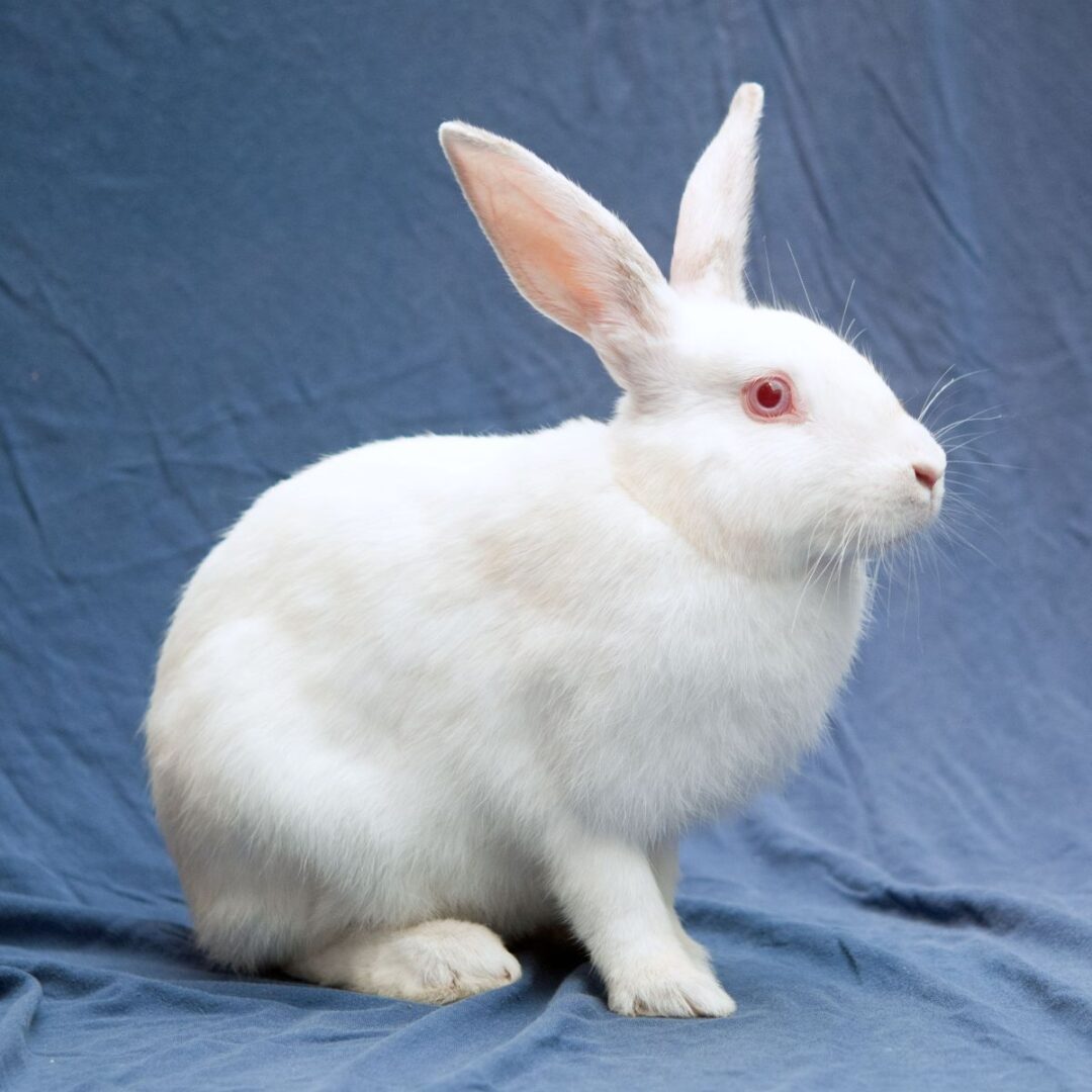 Spiritual Meaning Of Rabbit Crossing Your Path - Insight state