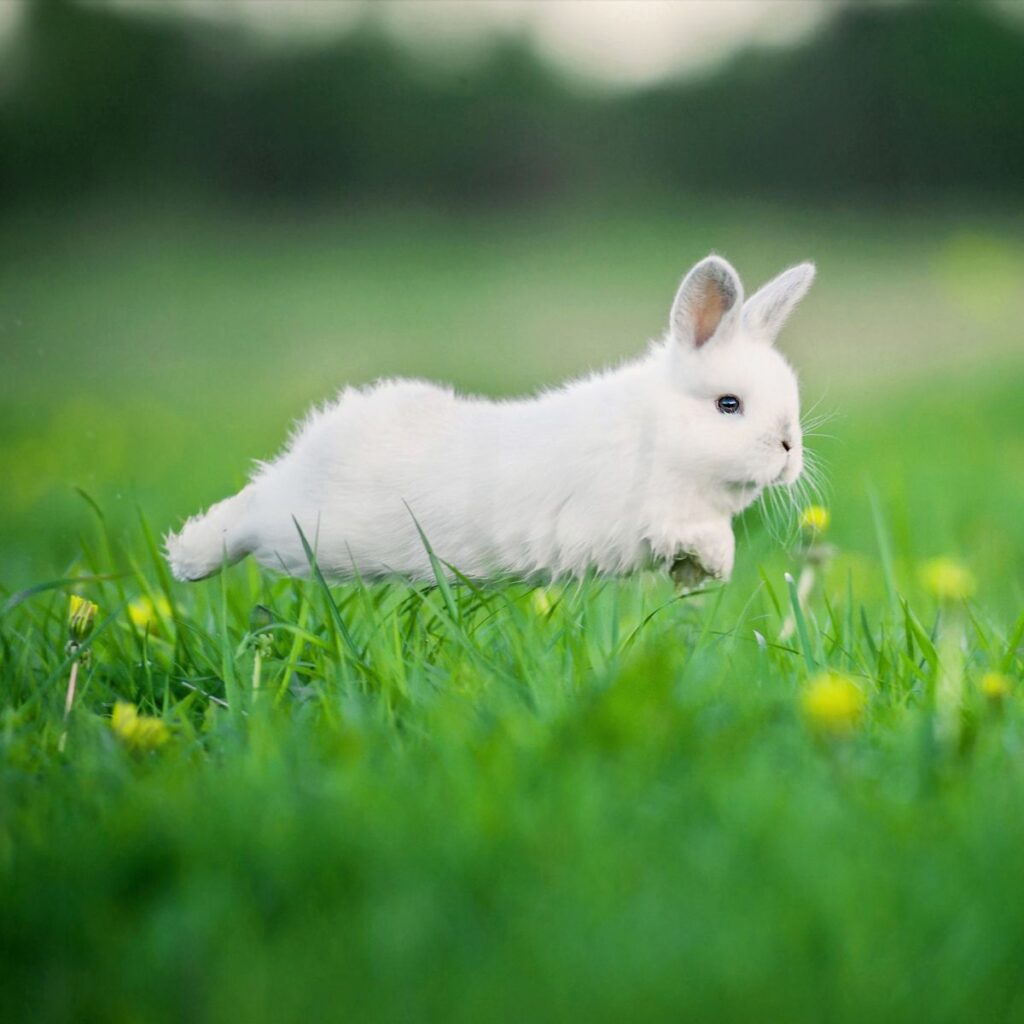 Spiritual Meaning Of Rabbit Crossing Your Path - Insight state