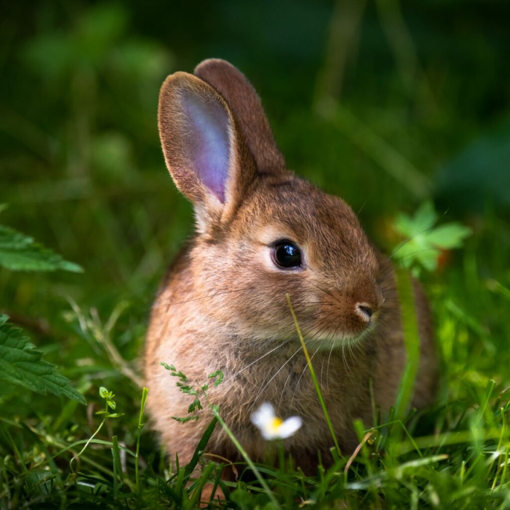 Spiritual Meaning Of Rabbit Crossing Your Path - Insight state