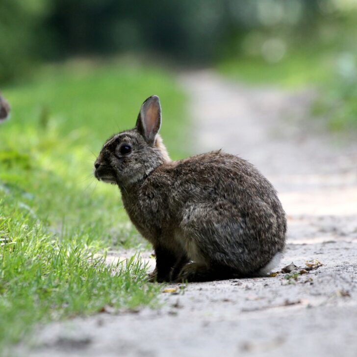 Spiritual Meaning Of A Rabbit Crossing Your Path - Insight state