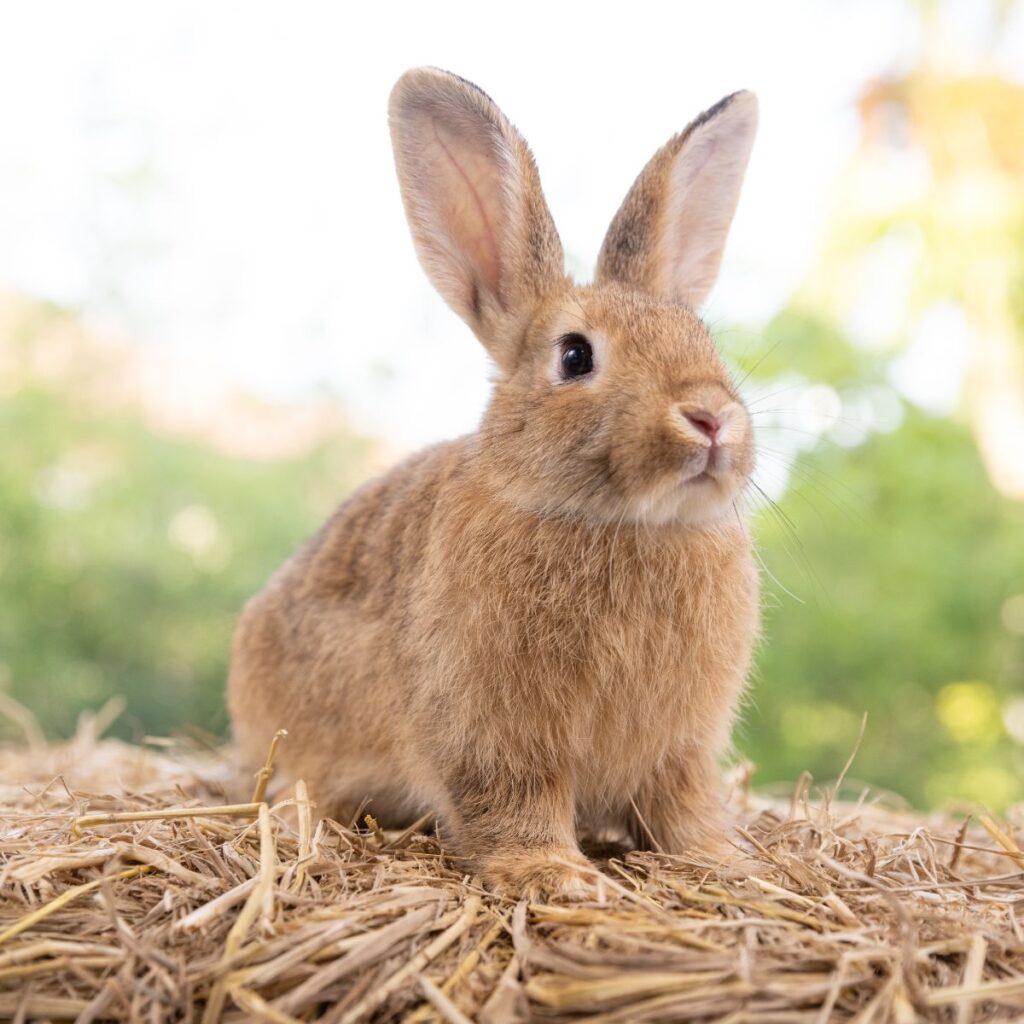 Rabbit Spiritual Meaning - Insight state