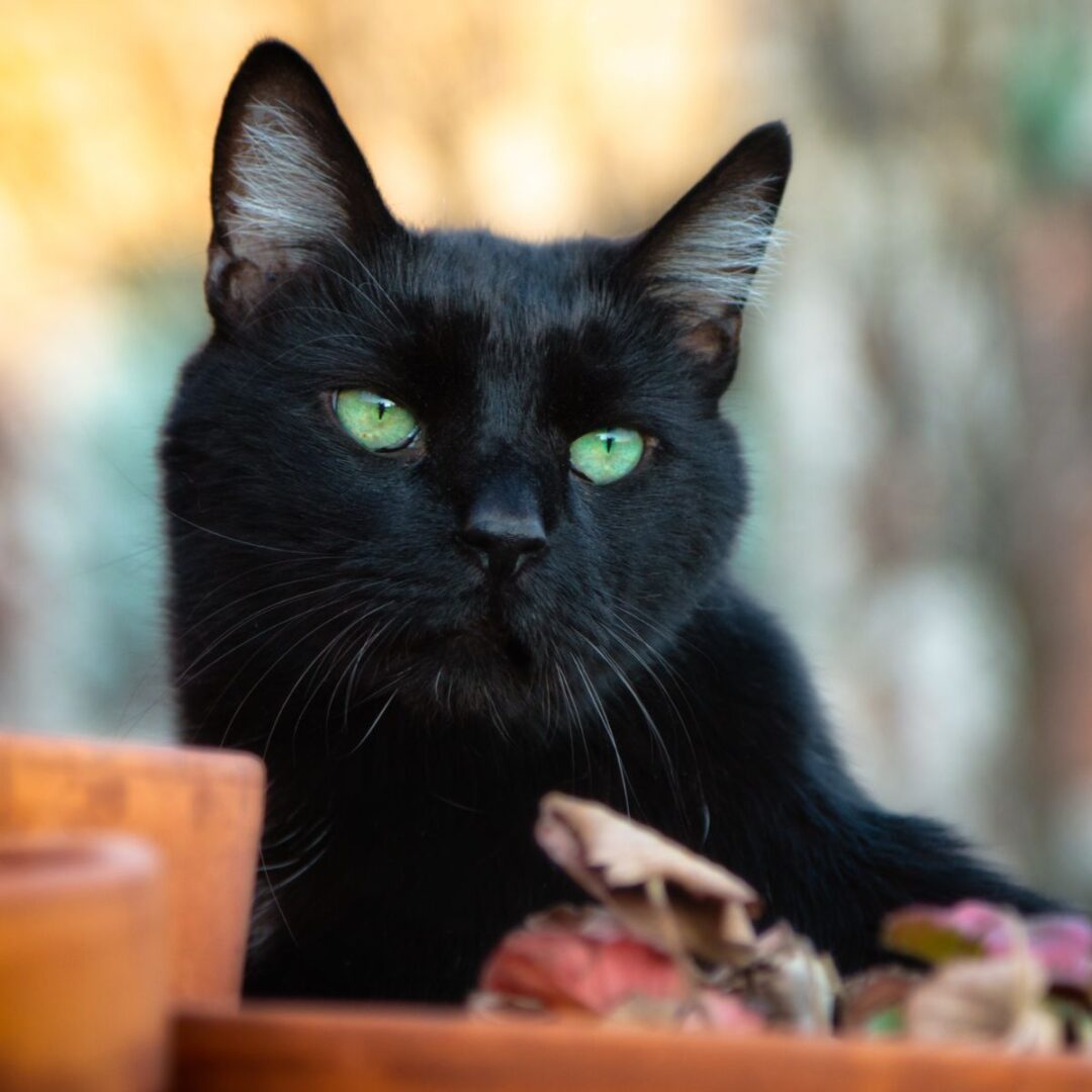 Black Cat Spiritual Meaning - Insight state
