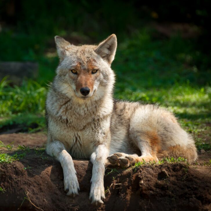 Coyote Spiritual Meaning - Insight state
