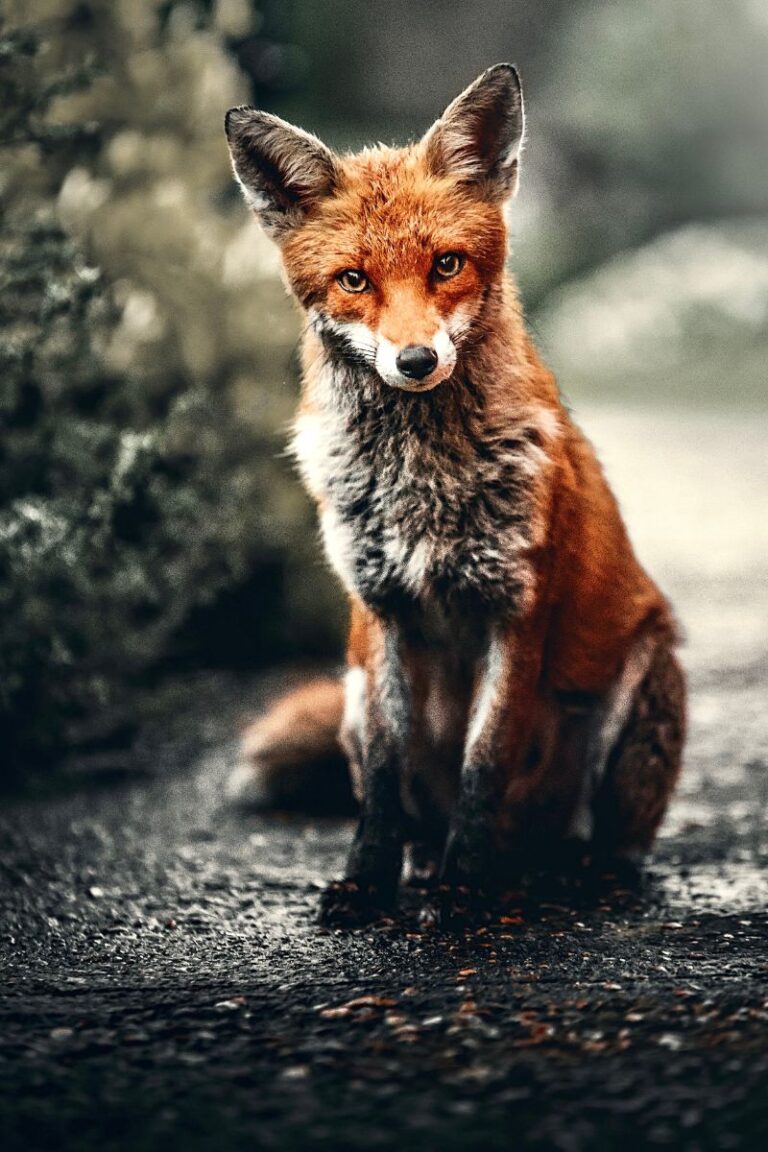 Fox Spiritual Meaning - Insight state