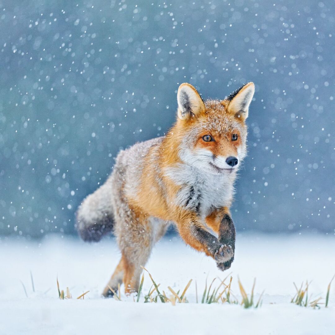 Fox Spiritual Meaning - Insight state