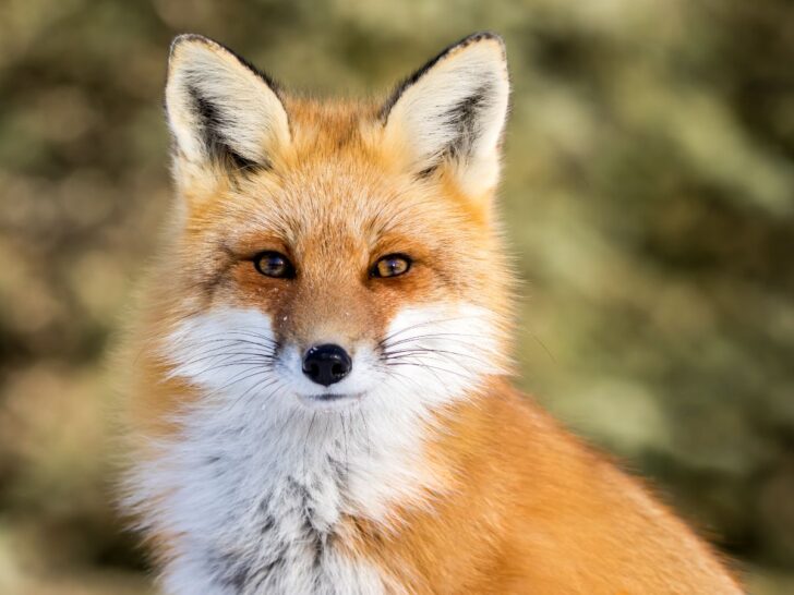 Fox Spiritual Meaning - Insight state