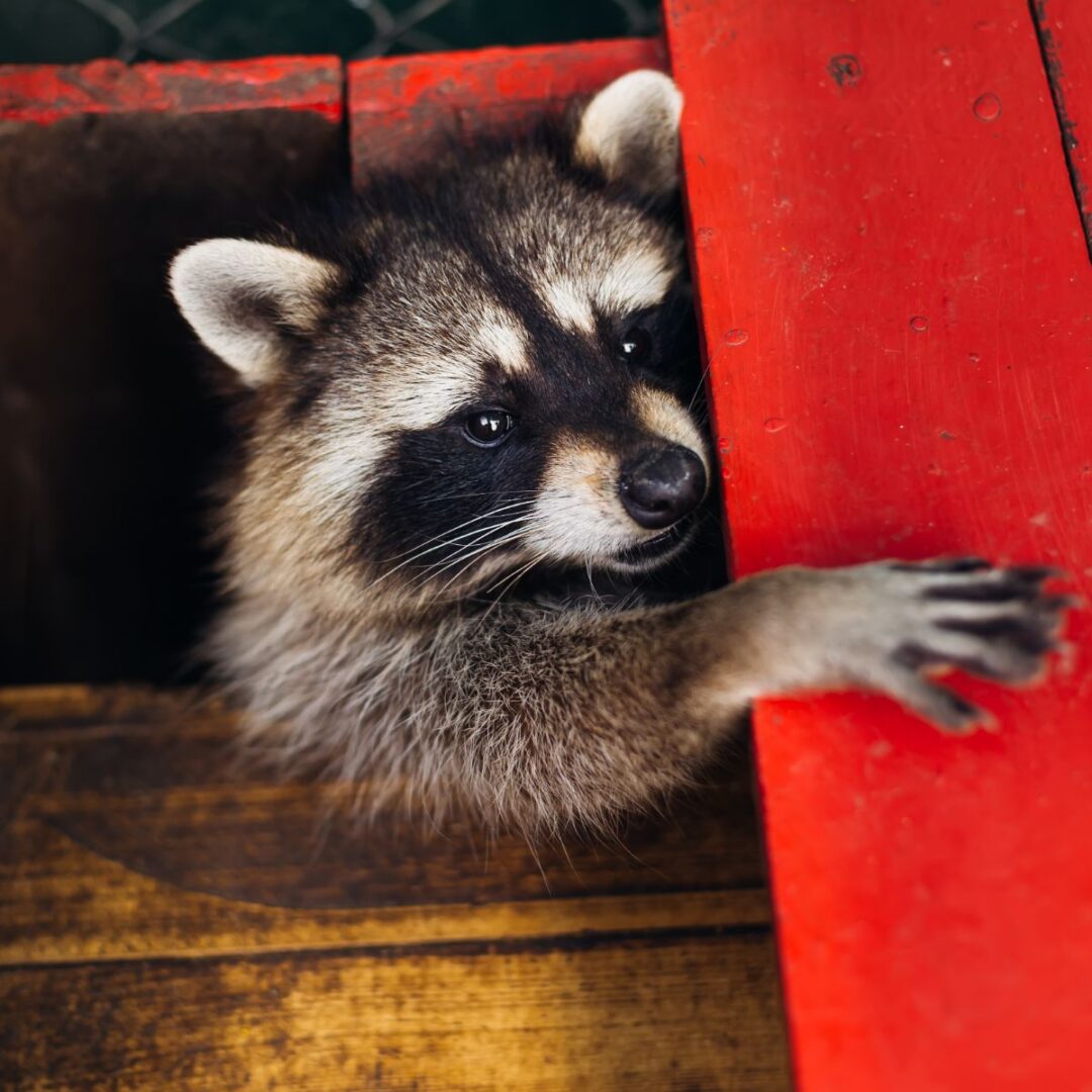 Raccoon Spiritual Meaning - Insight state