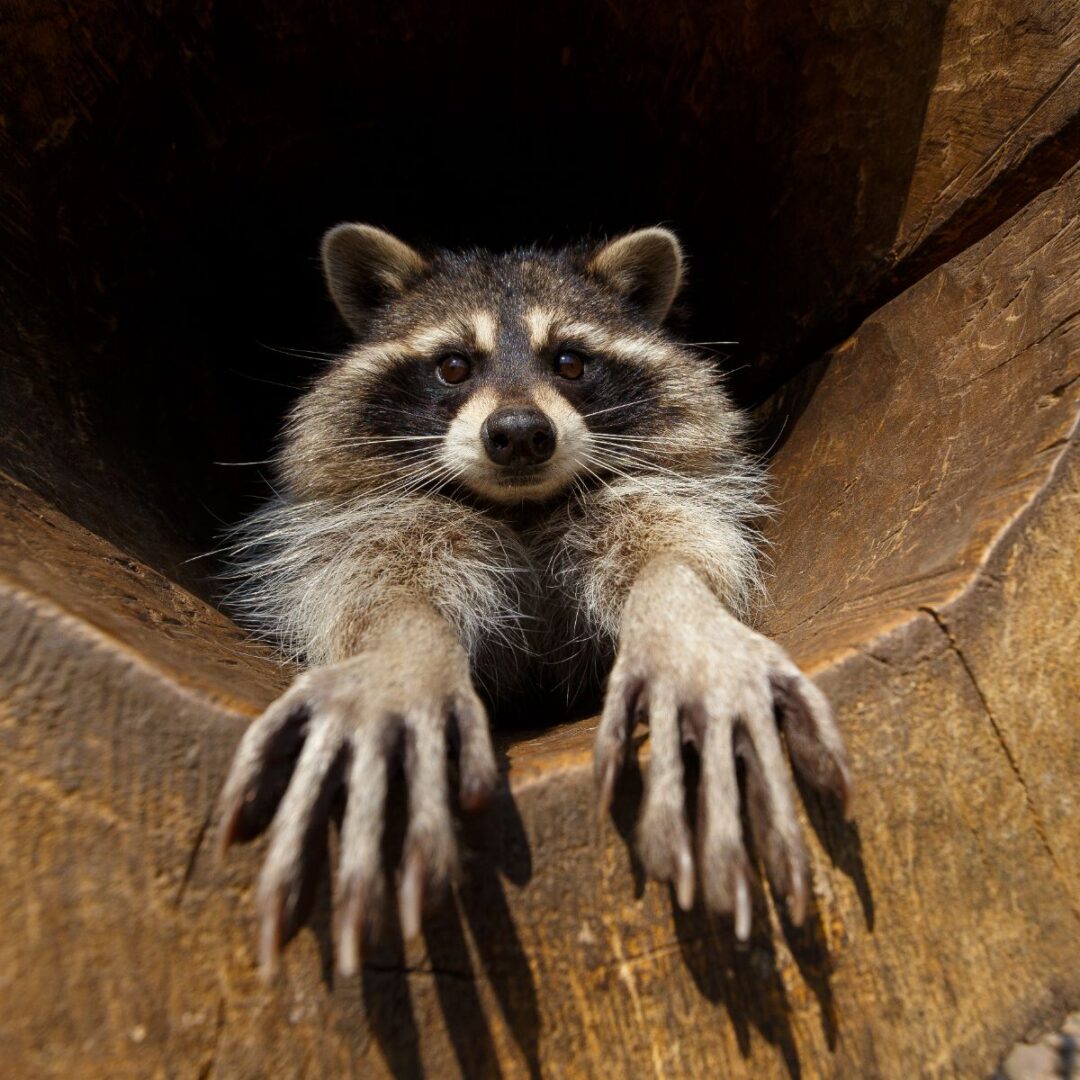 Raccoon Spiritual Meaning - Insight state
