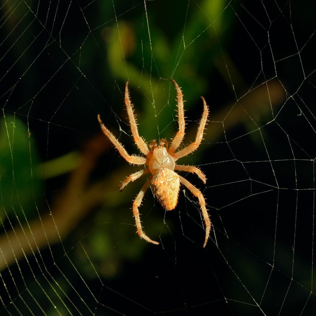 Spider Spiritual Meaning - Insight state