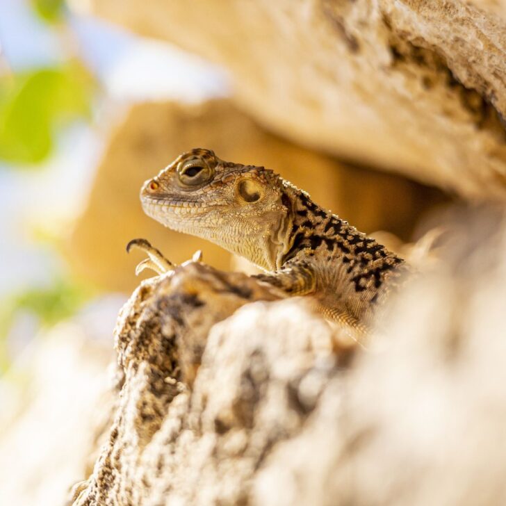 Spiritual Meaning Of Seeing A Lizard In Your House - Insight state