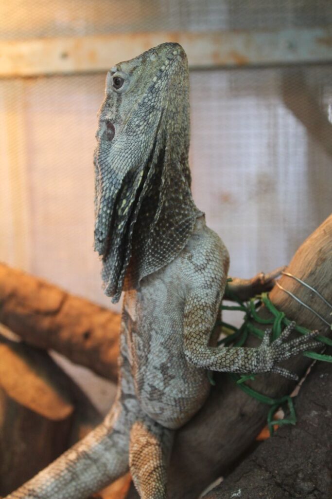 Spiritual Meaning Of Seeing A Lizard In Your House - Insight state