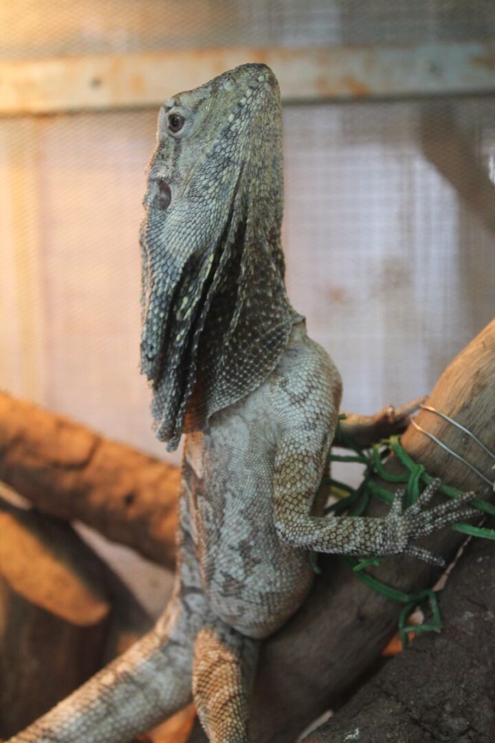 Spiritual Meaning Of Seeing A Lizard In Your House - Insight state