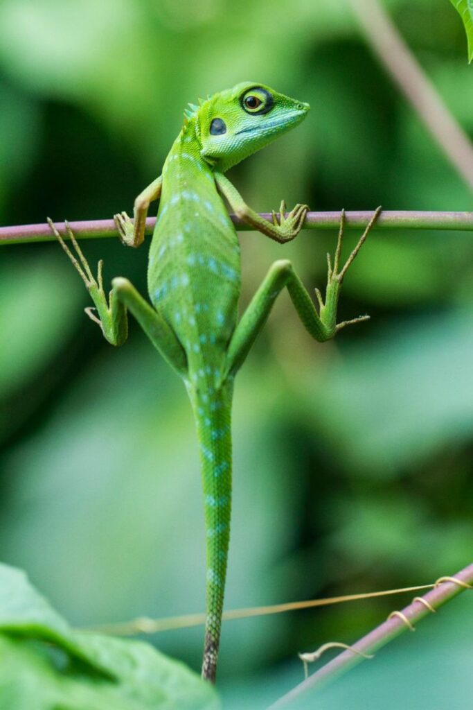 Spiritual Meaning Of Seeing A Lizard In Your House - Insight state