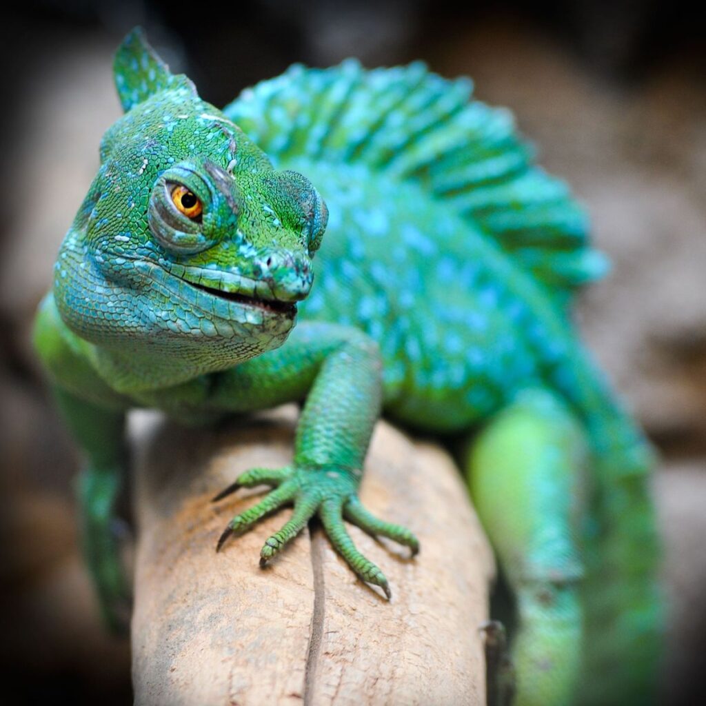 Spiritual Meaning Of Seeing A Lizard In Your House - Insight state
