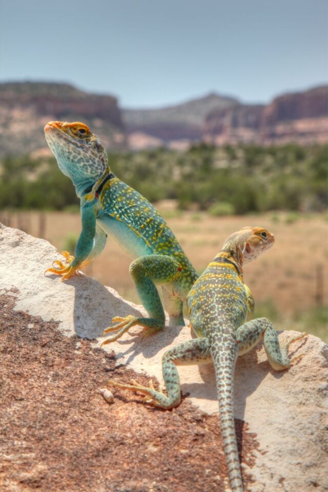Spiritual Meaning Of Seeing A Lizard In Your House - Insight state