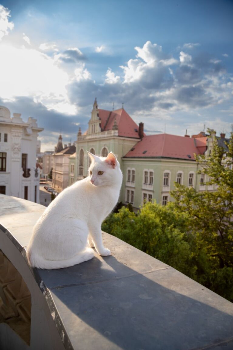White Cat Spiritual Meaning - Insight state