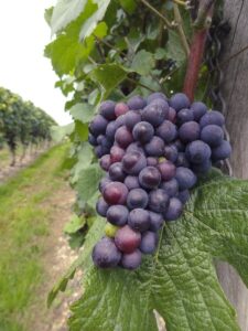 What Do Grapes Represent Spiritually? - Insight state