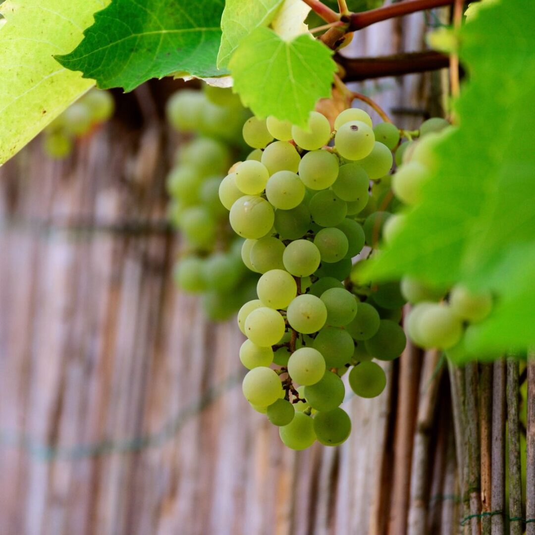 What Do Grapes Represent Spiritually? - Insight state
