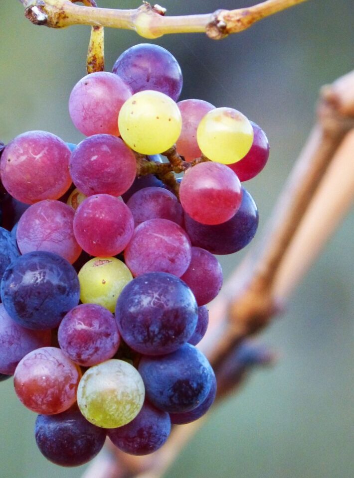 What Do Grapes Represent Spiritually? - Insight state
