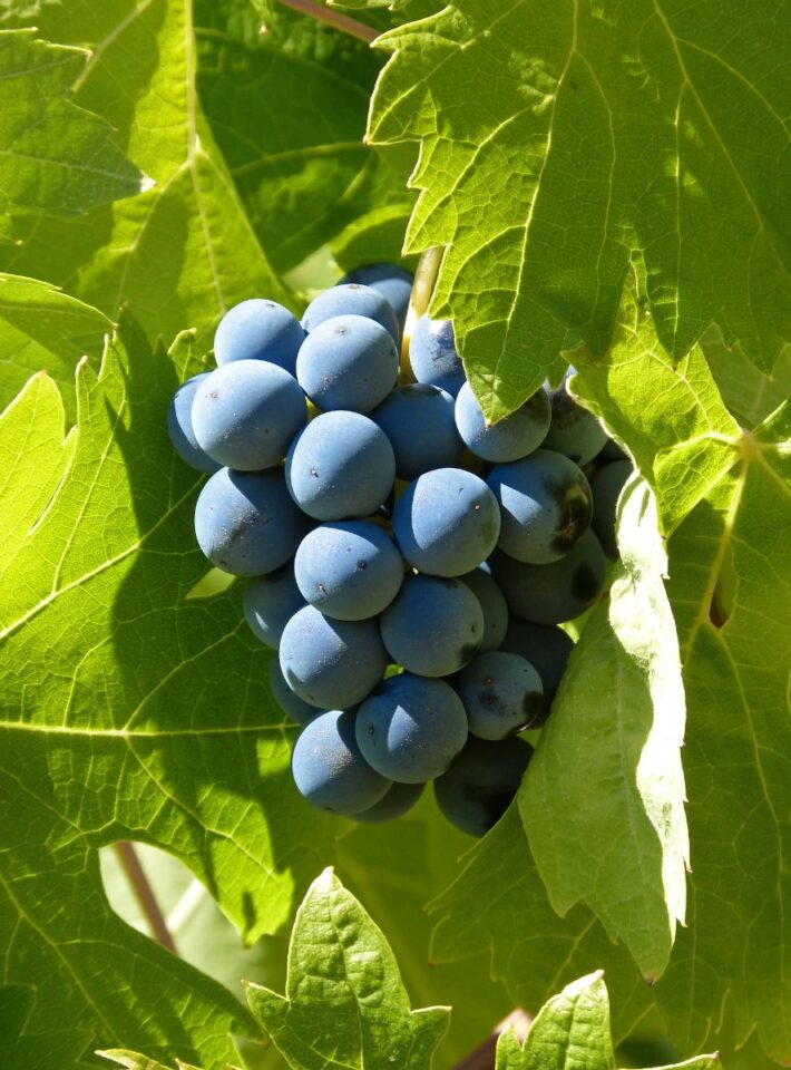 What Do Grapes Represent Spiritually? - Insight state