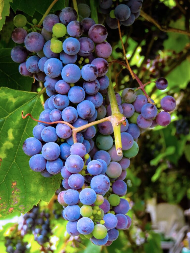 What Do Grapes Represent Spiritually? - Insight state