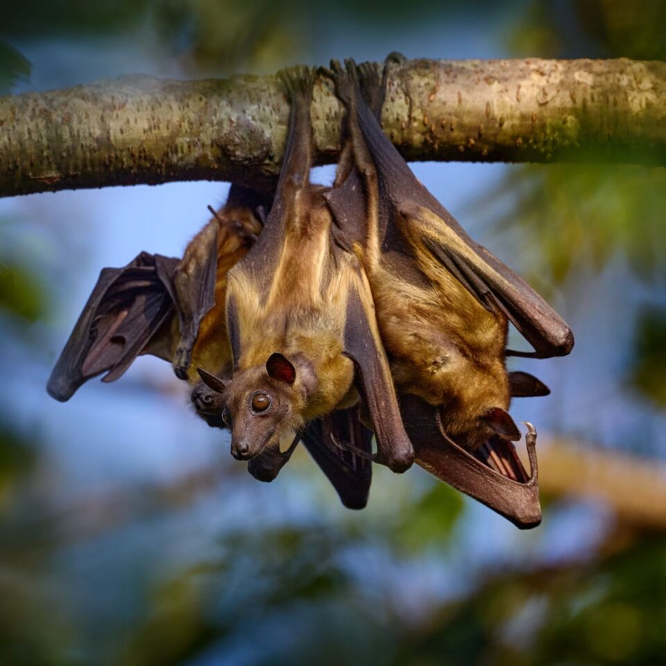 Spiritual Meaning Of Bats - Spirit Animal - Insight state