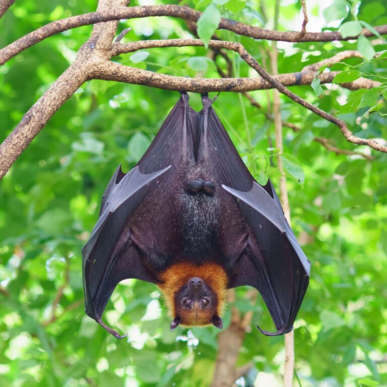 Spiritual Meaning Of Bats - Spirit Animal - Insight state