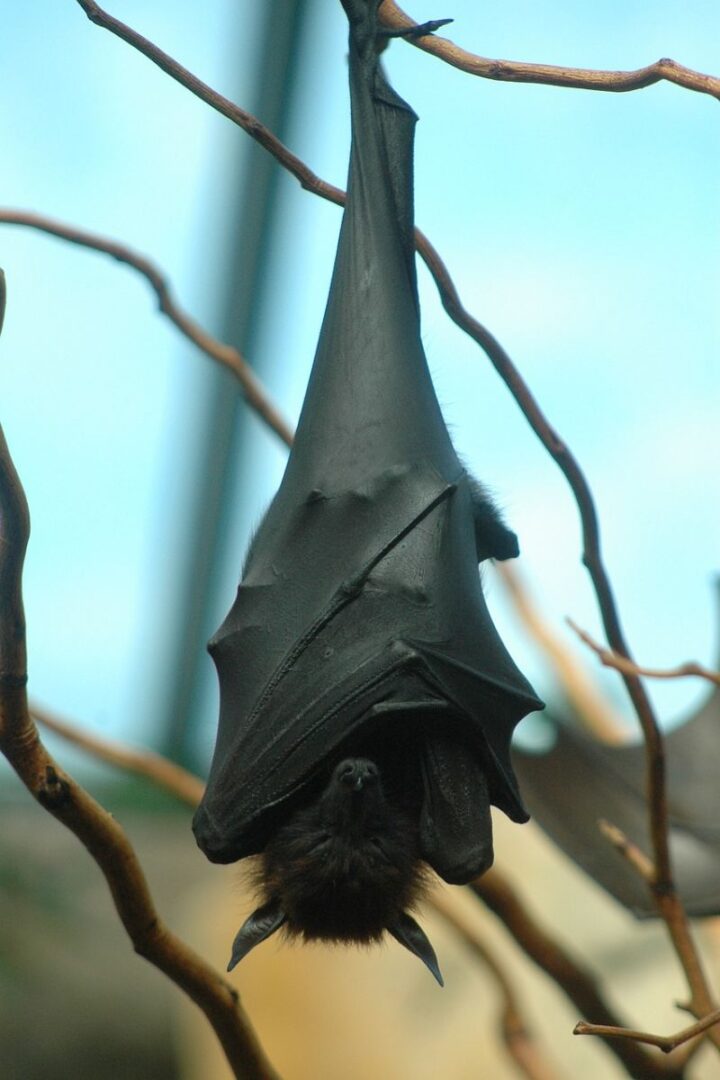 Spiritual Meaning Of Bats - Spirit Animal - Insight state